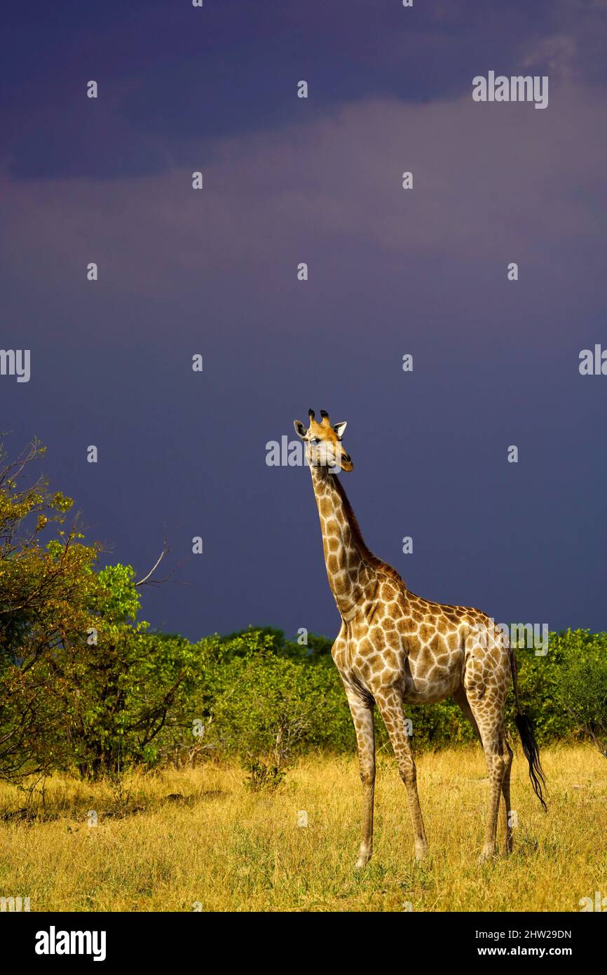 African Antelope including the the Giraffe are the prey animals for the ...