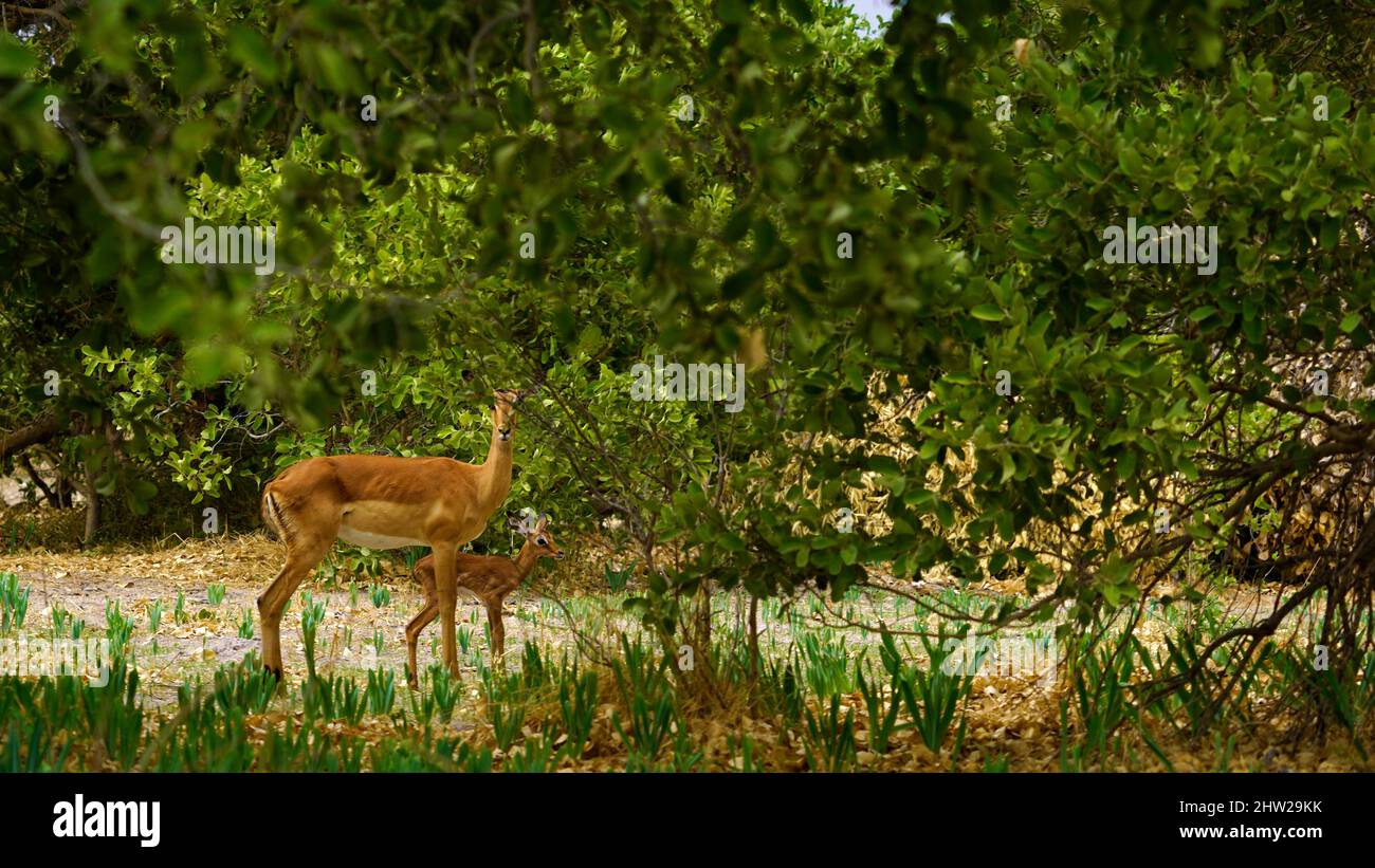 African Antelope are the prey animals for the big cats of the plains ...