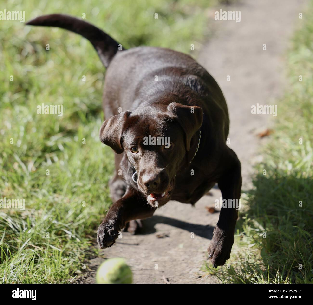 Adorable labrador retriever going after a ball outdoors Stock Photo - Alamy