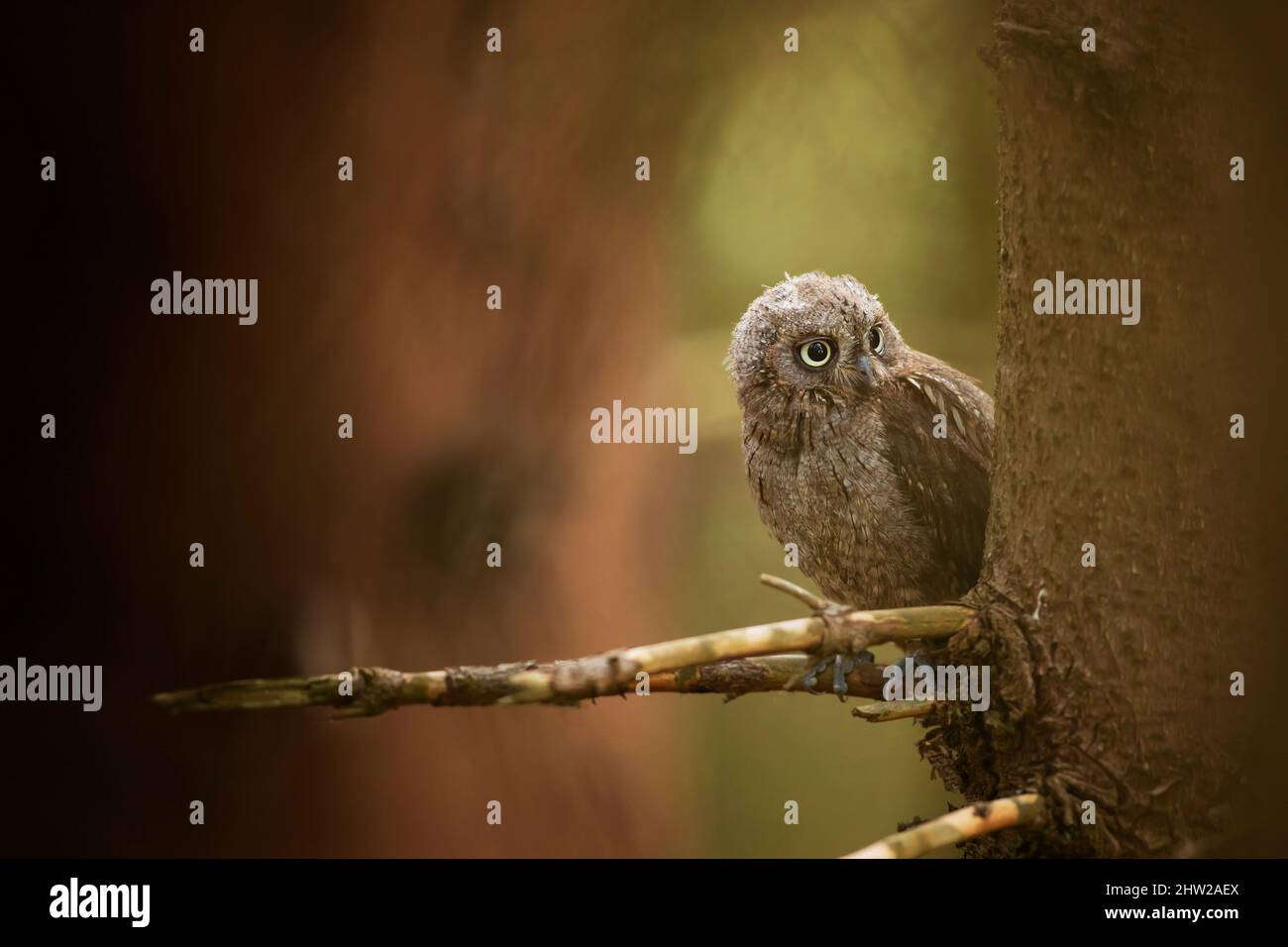 Common Scops Owl, Otus scops, little owl in the nature habitat, sitting ...