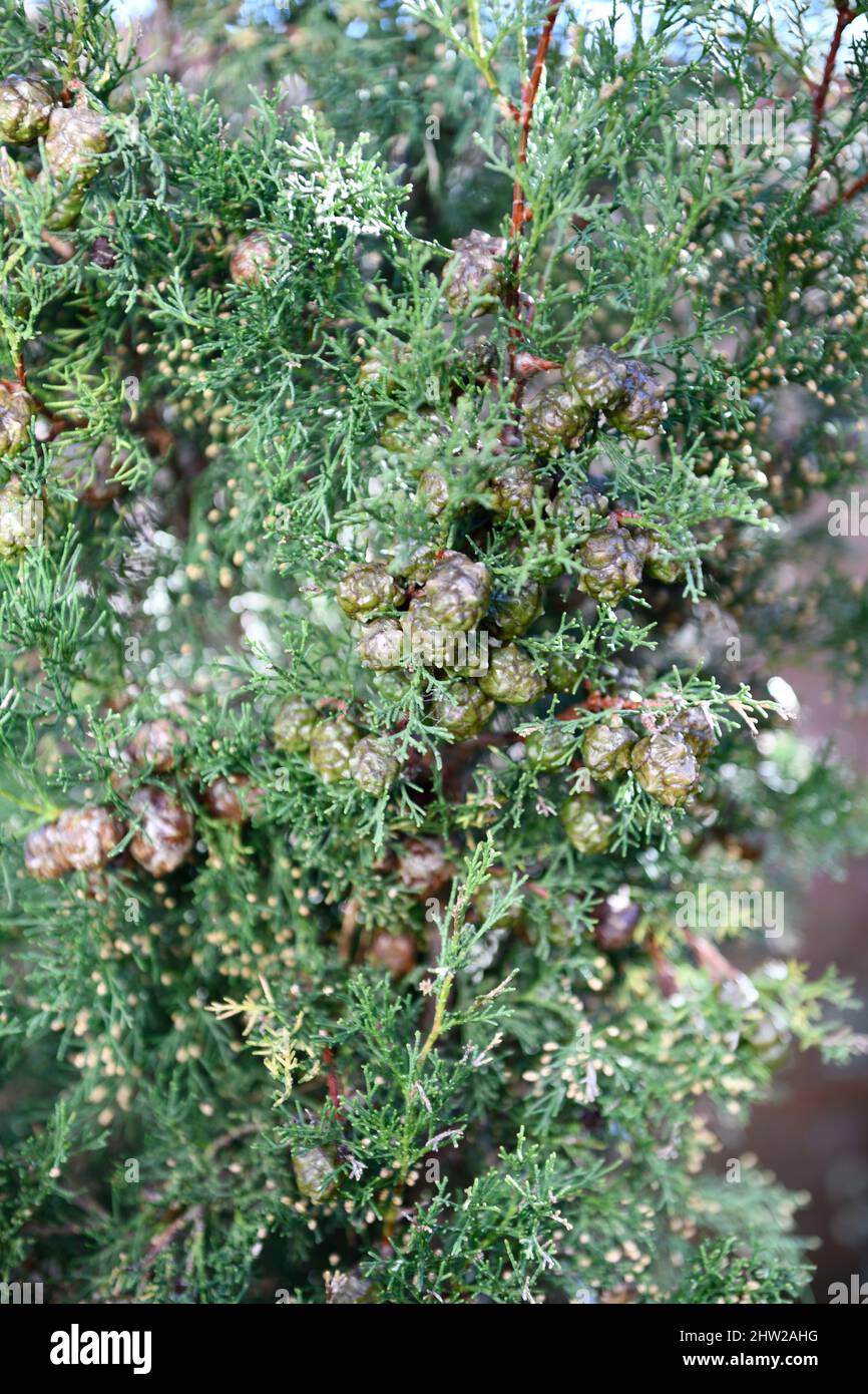 Conifer Tree (Cupressus sempervirens) Seeds in Garden Hook Norton ...