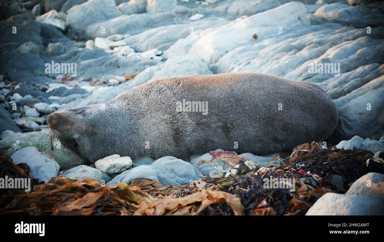 Dead pig lying on the ground Stock Photo - Alamy
