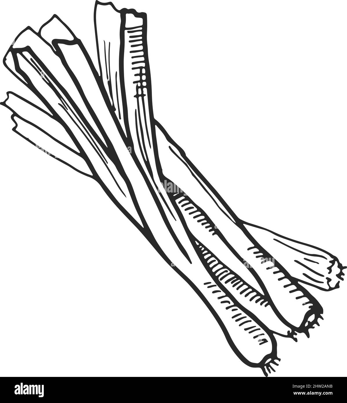 Spring onions isolated Stock Vector Images - Alamy