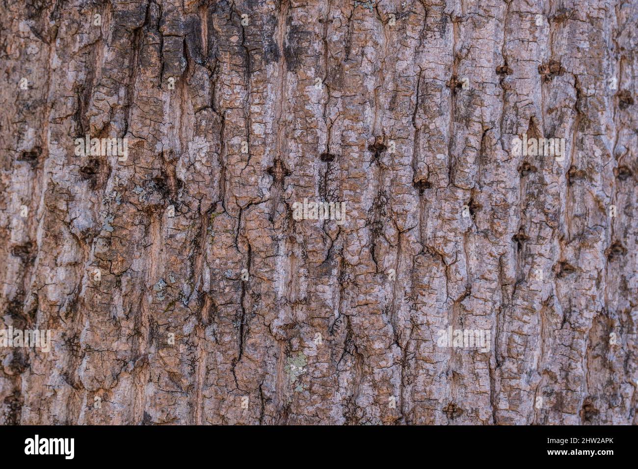 A closeup view of thick rugged tree bark on a live tree with small ...