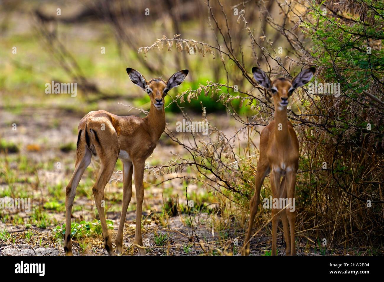 African Antelope are the prey animals for the big cats of the plains ...