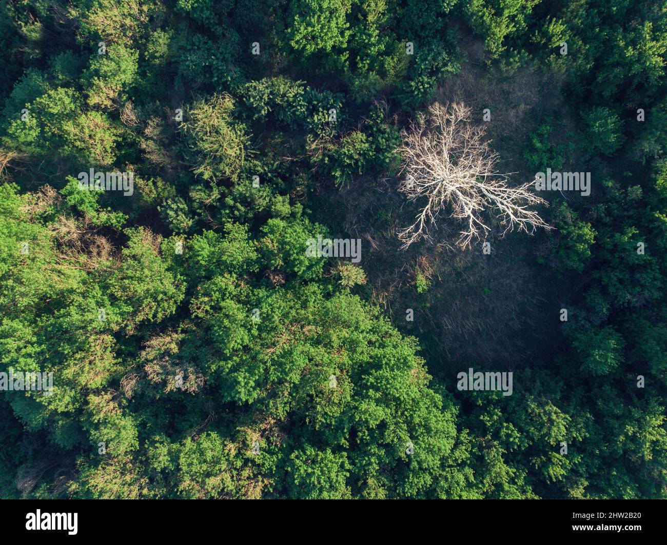 Aerial drone shot of summer june landscape with river Stock Photo - Alamy