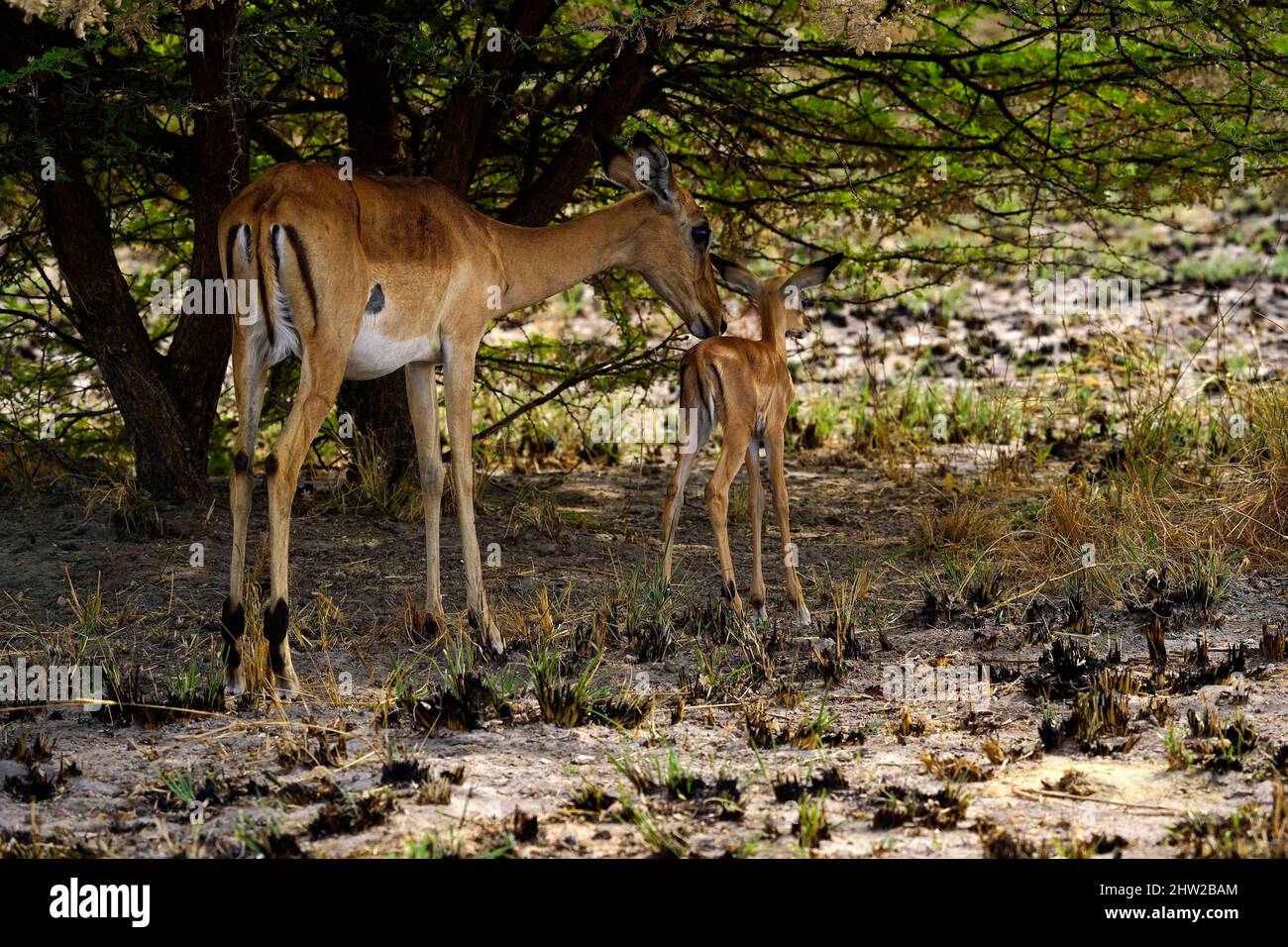 African Antelope are the prey animals for the big cats of the plains ...