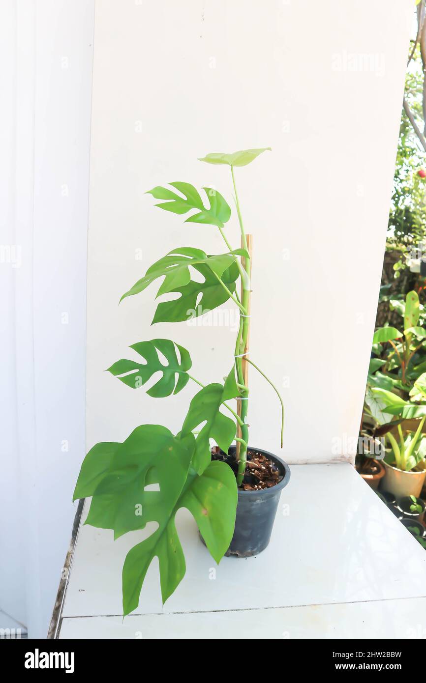 Mini Monstera, Monstera deliciosa Liebm or Philodendron ginny or ...