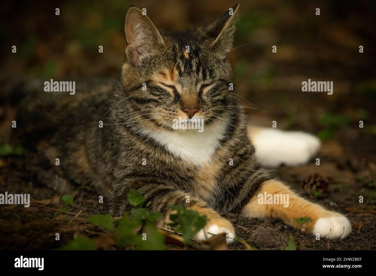Closeup of a cat snoozing on the ground Stock Photo - Alamy