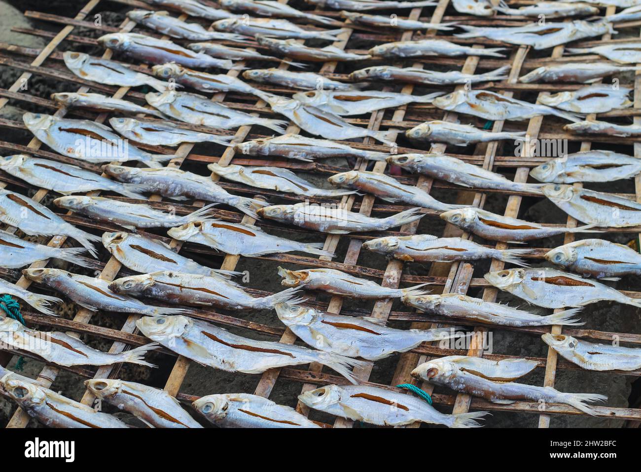 Fish is being prepared by drying in the sun for export abroad. Fish ...