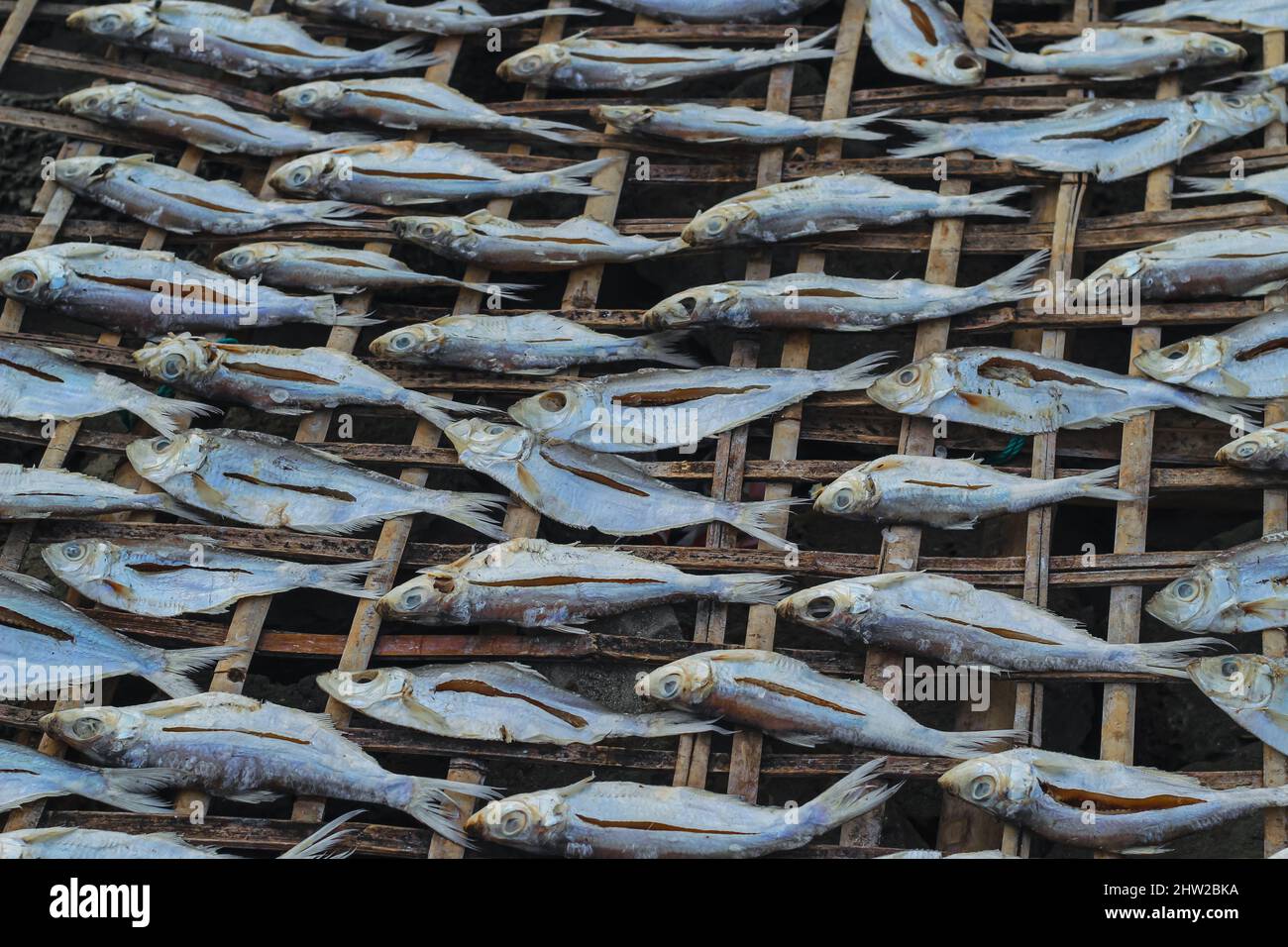 Fish is being prepared by drying in the sun for export abroad. Fish ...