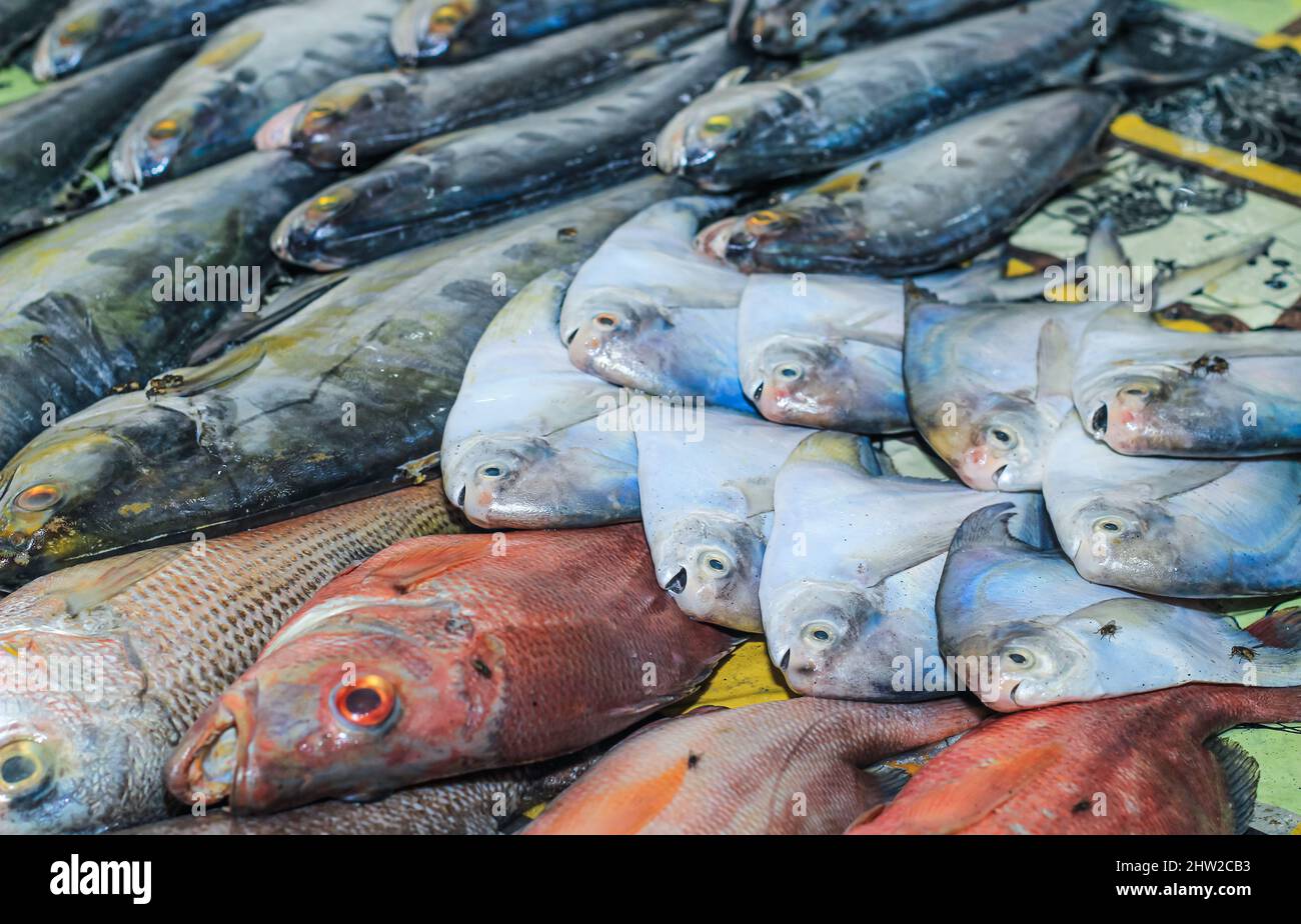 Sea fish for sale. Fish placed on ice for sale on the market Stock ...