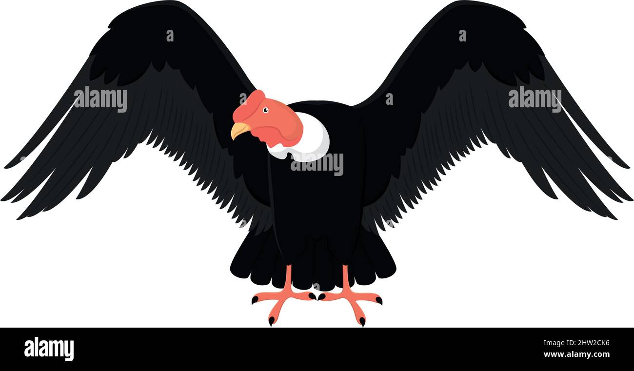 Isolated traditional black condor bird Vector illustration Stock Vector ...
