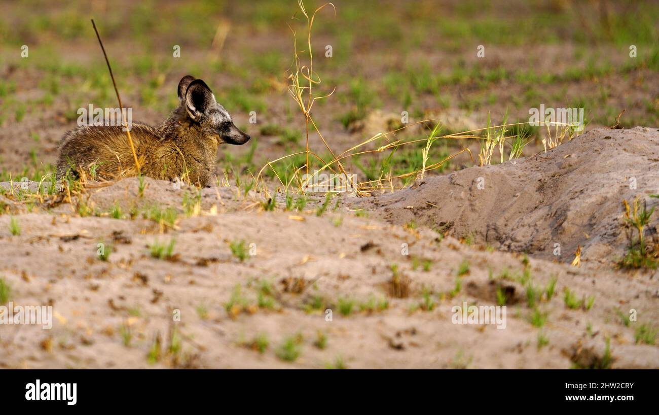 Bat-Eared Fox, a species of fox found on the African Savanna Stock ...