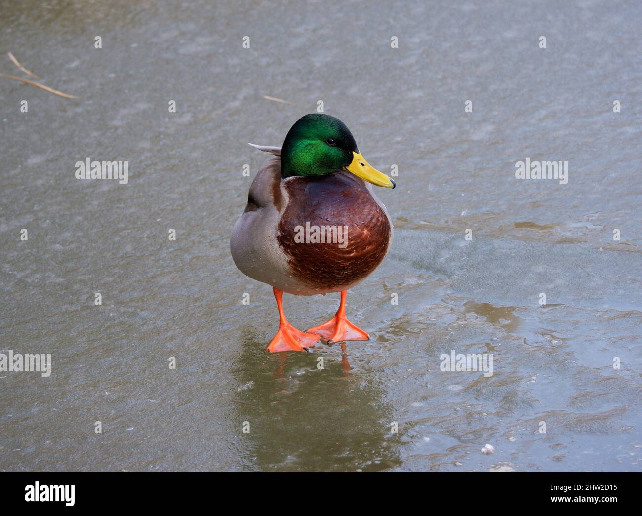 Closeup shot of a Mallard duck on the wet ground in the street of ...