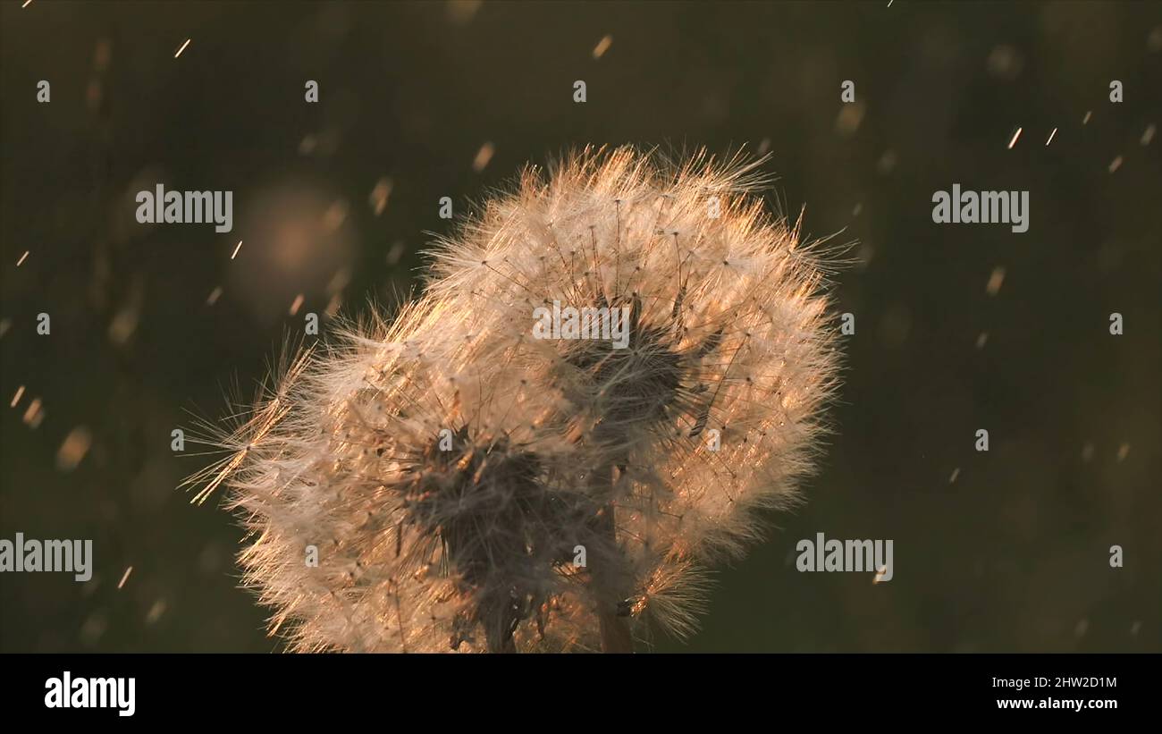 Beautiful fluffy dandelion with rain drops falling down on the ...