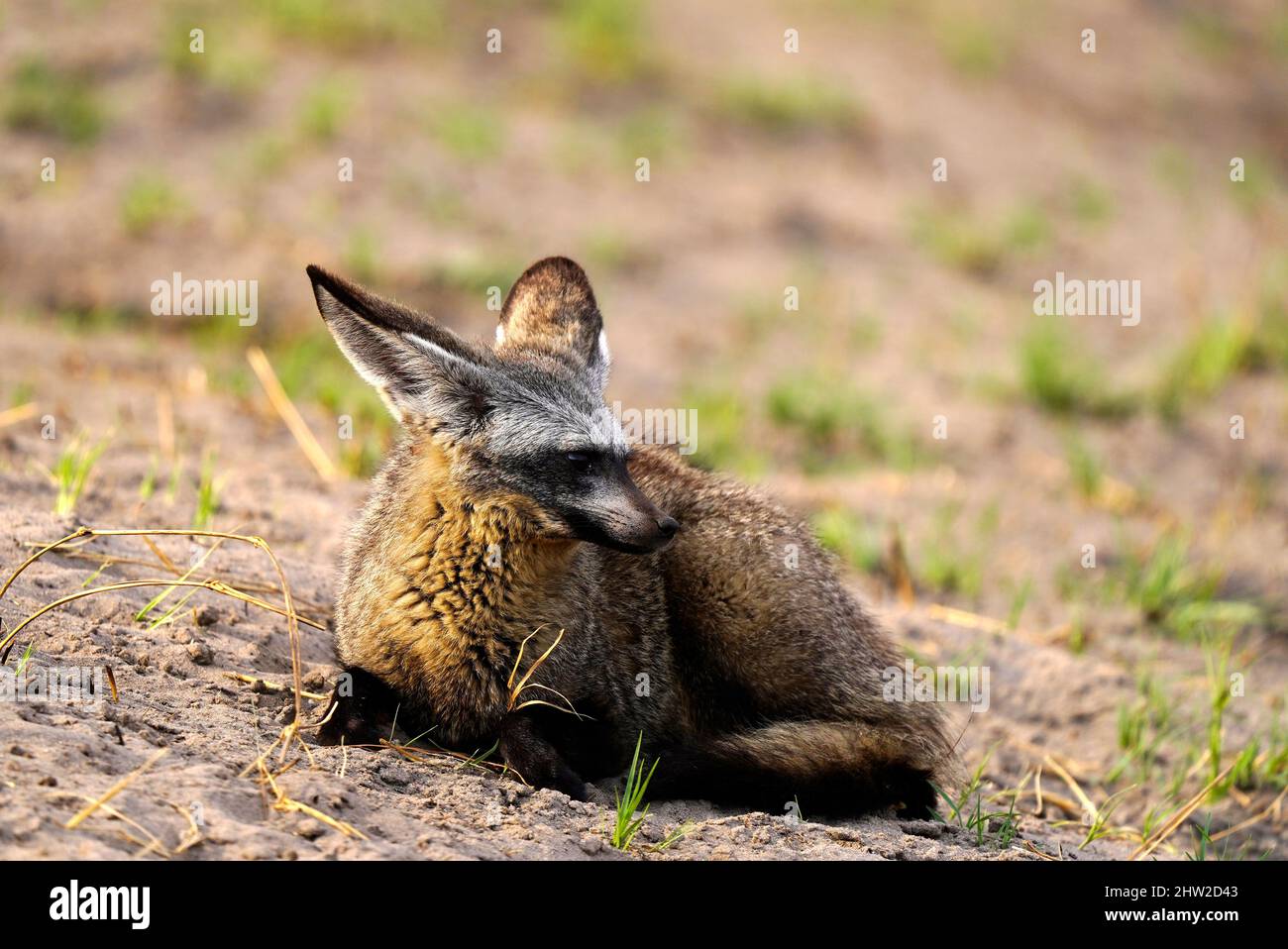 Bat-Eared Fox, a species of fox found on the African Savanna Stock ...