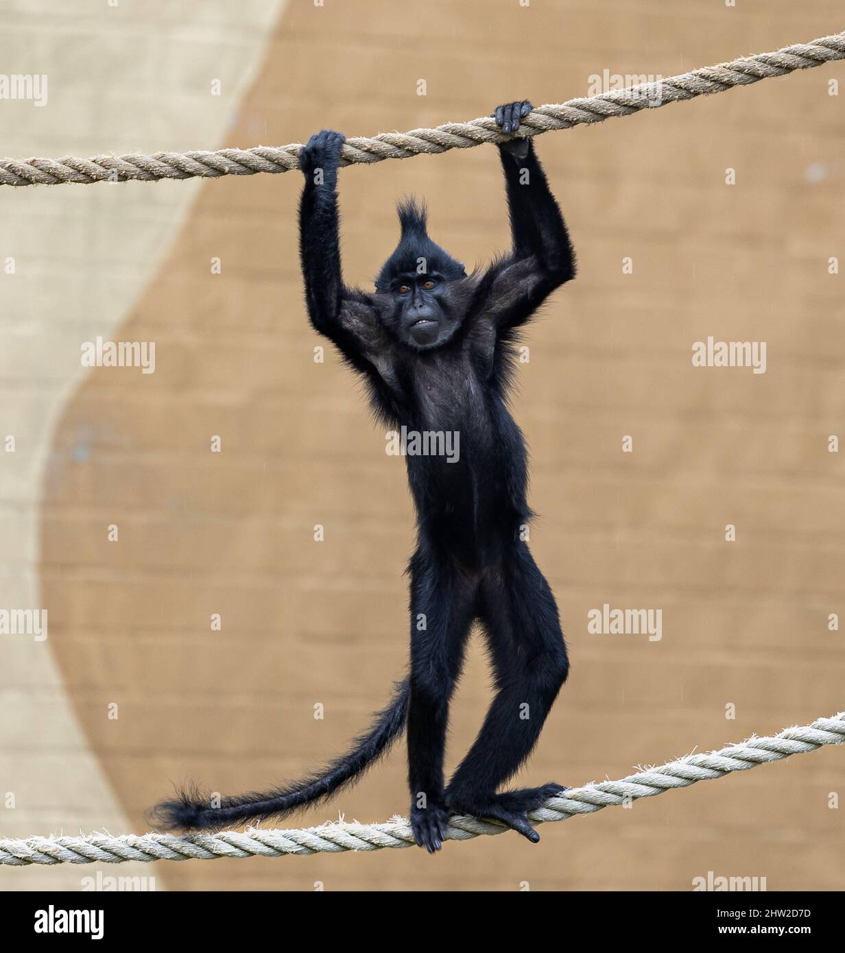 Spider monkey on a rope Stock Photo - Alamy