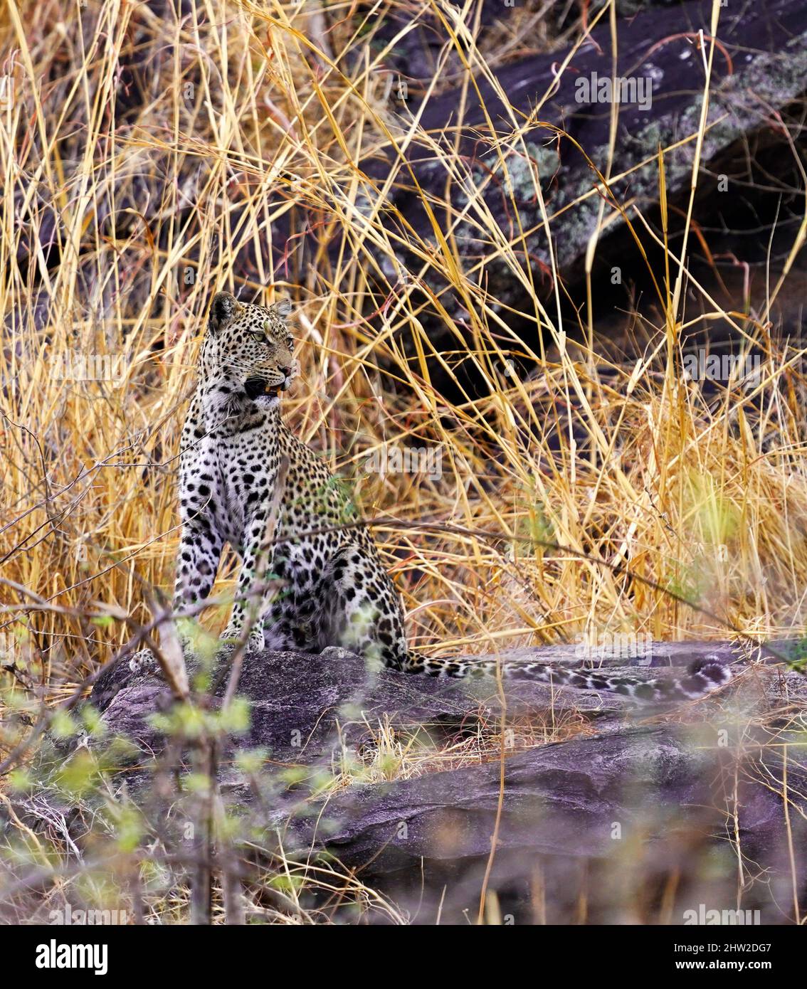 Leopard skin rock hi-res stock photography and images - Alamy