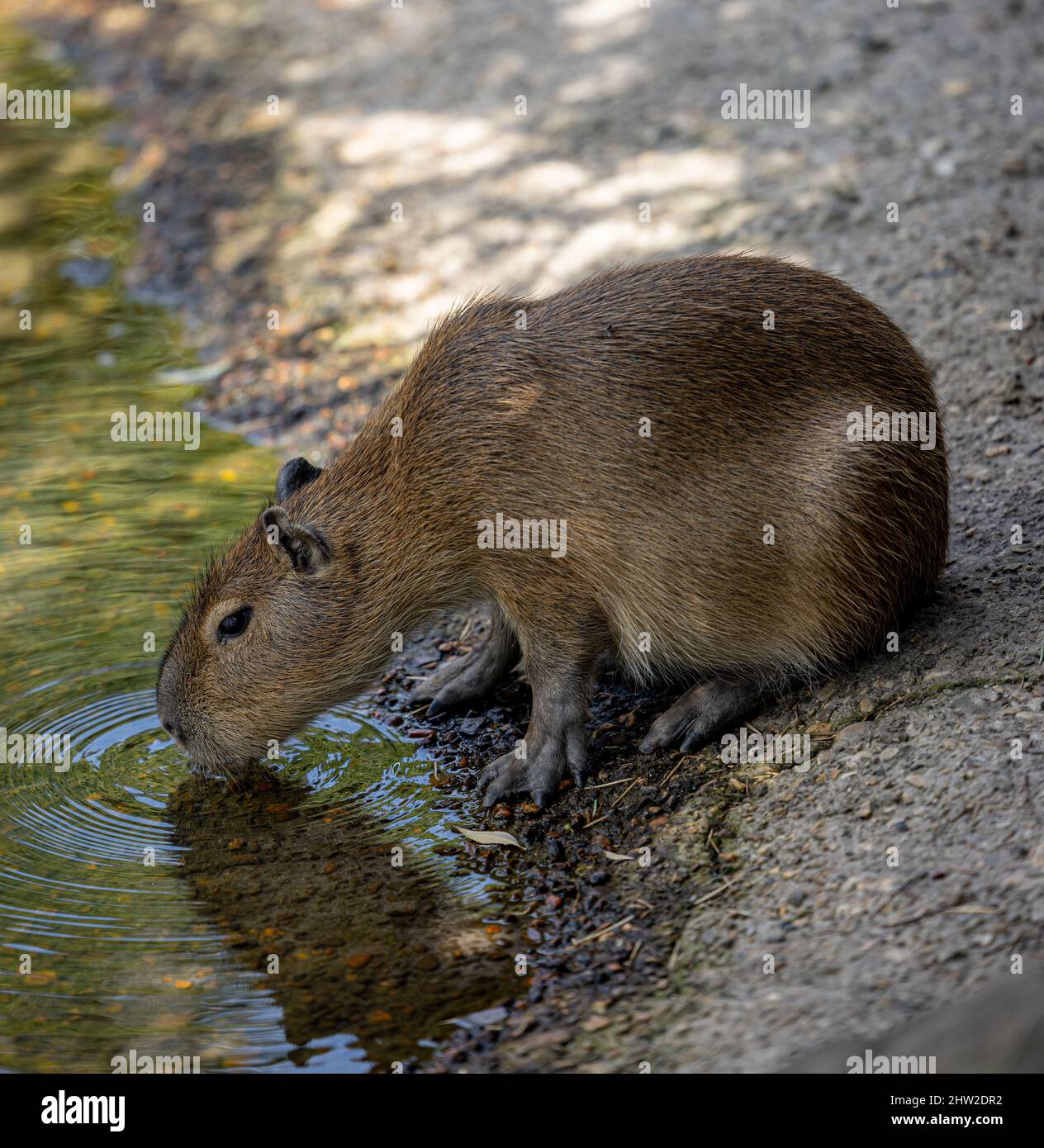 Vertical shot of a capybara drinking water Stock Photo - Alamy