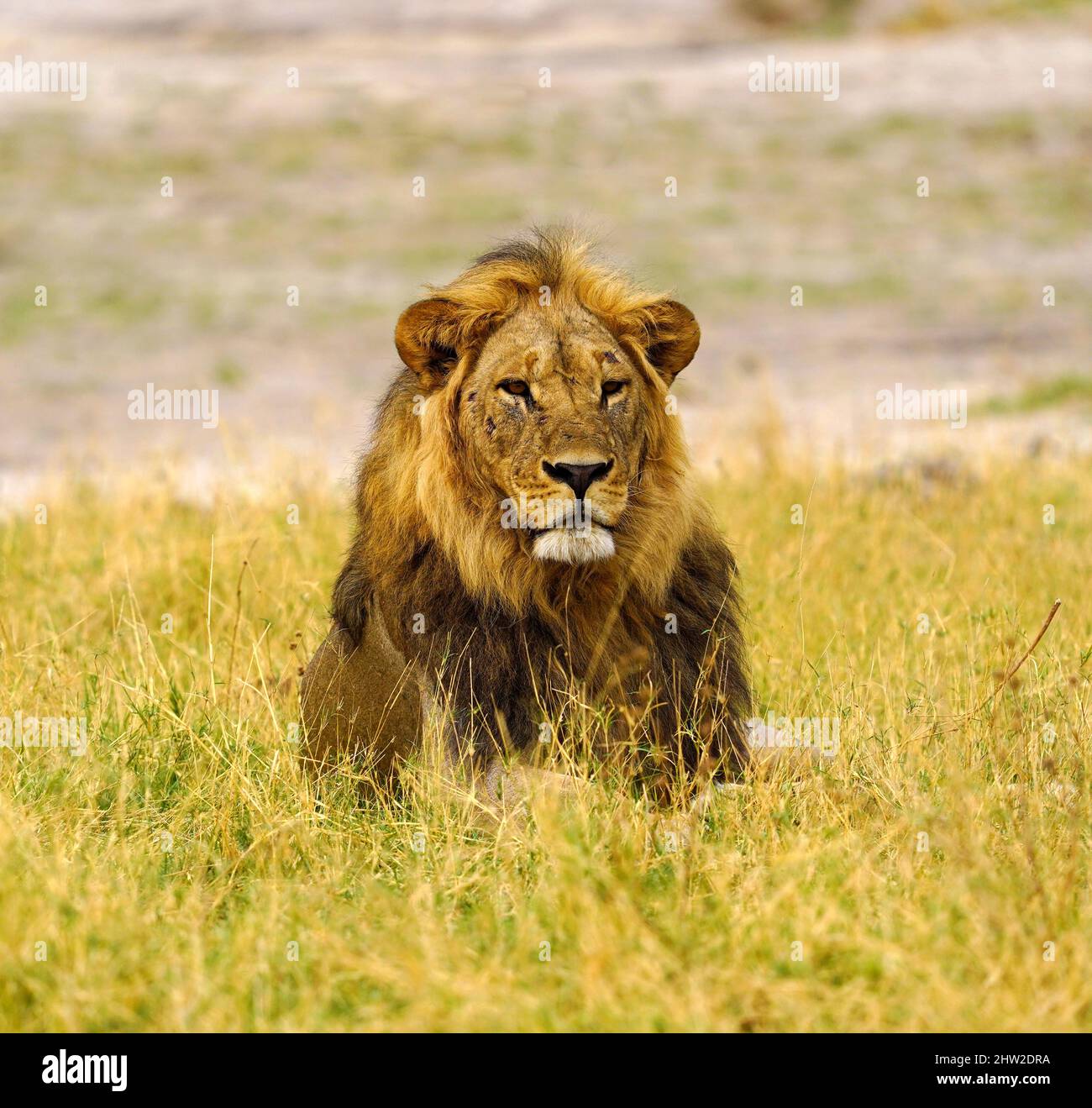 Big African male lion in the bushveld looking resplendent Stock Photo ...