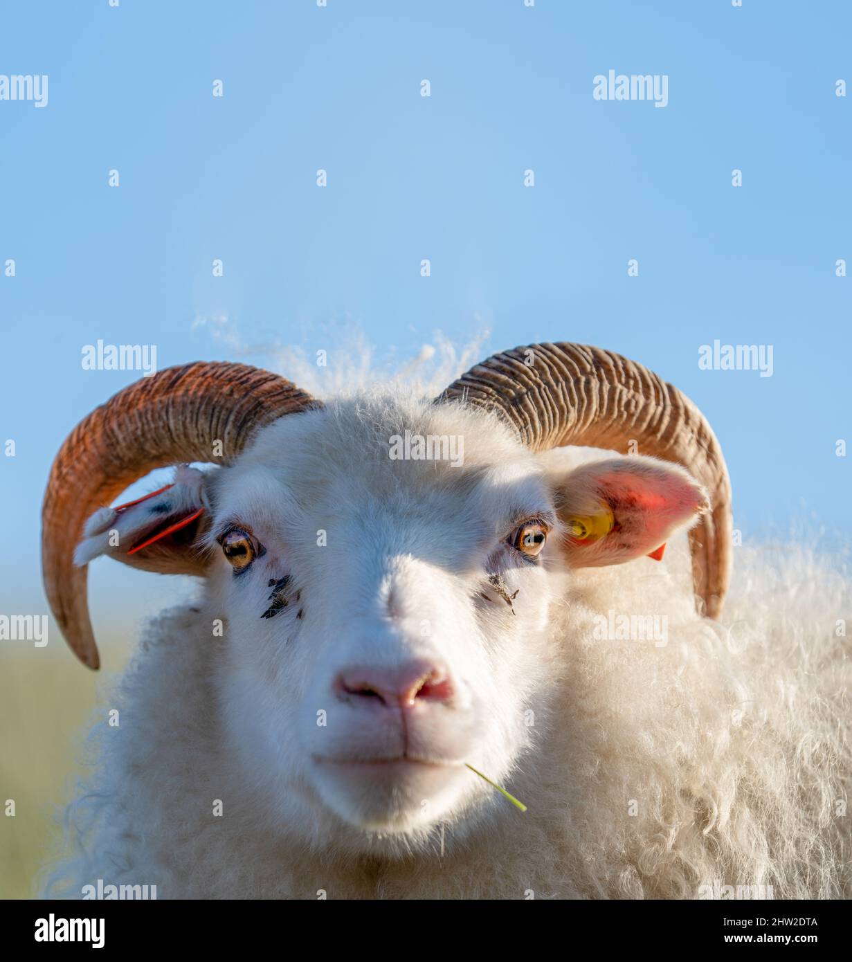 Funny ram with grass in the mouth looking at the camera Stock Photo - Alamy