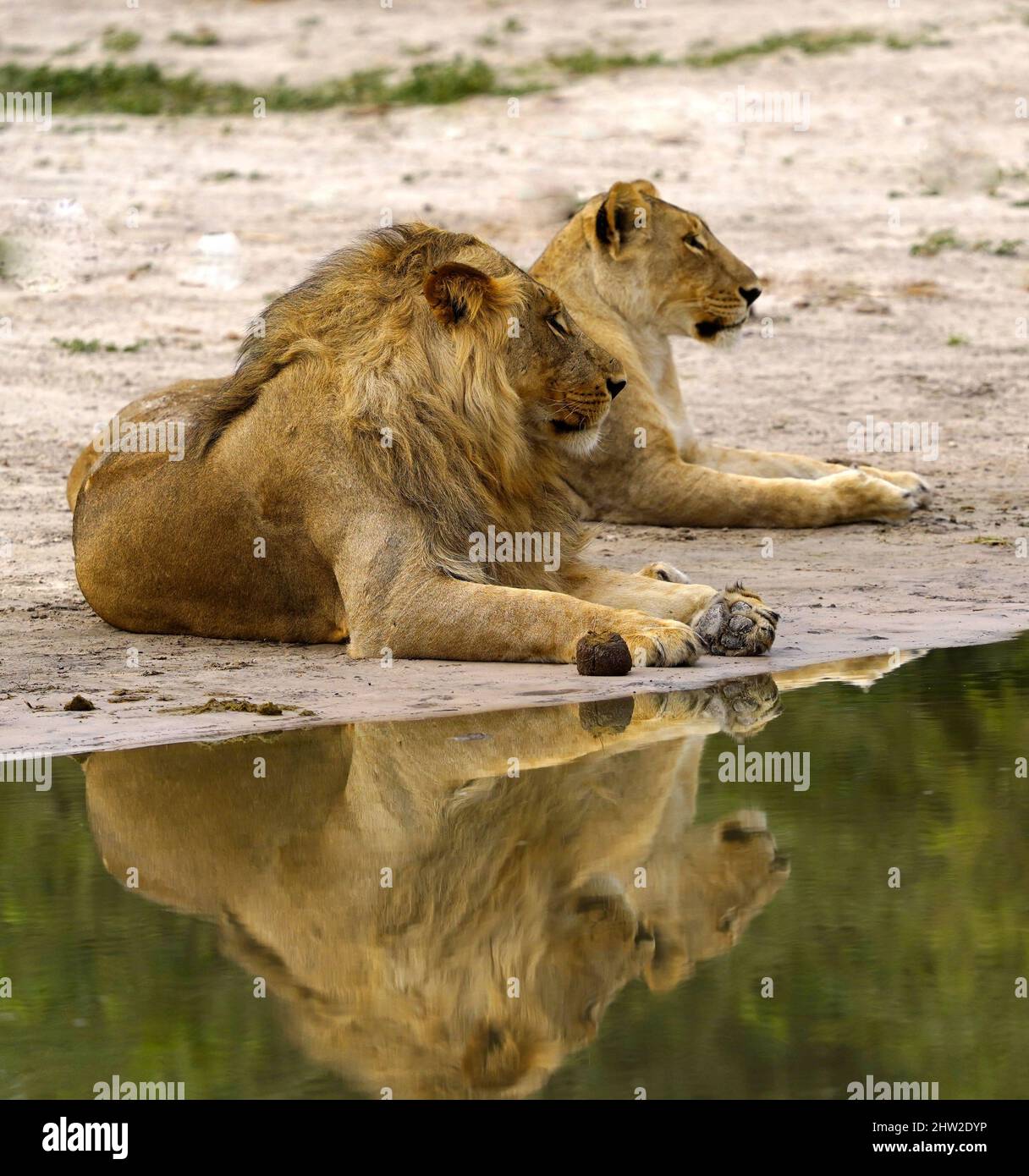 Breeding pair of mating lions in the wild African savanna Stock Photo ...
