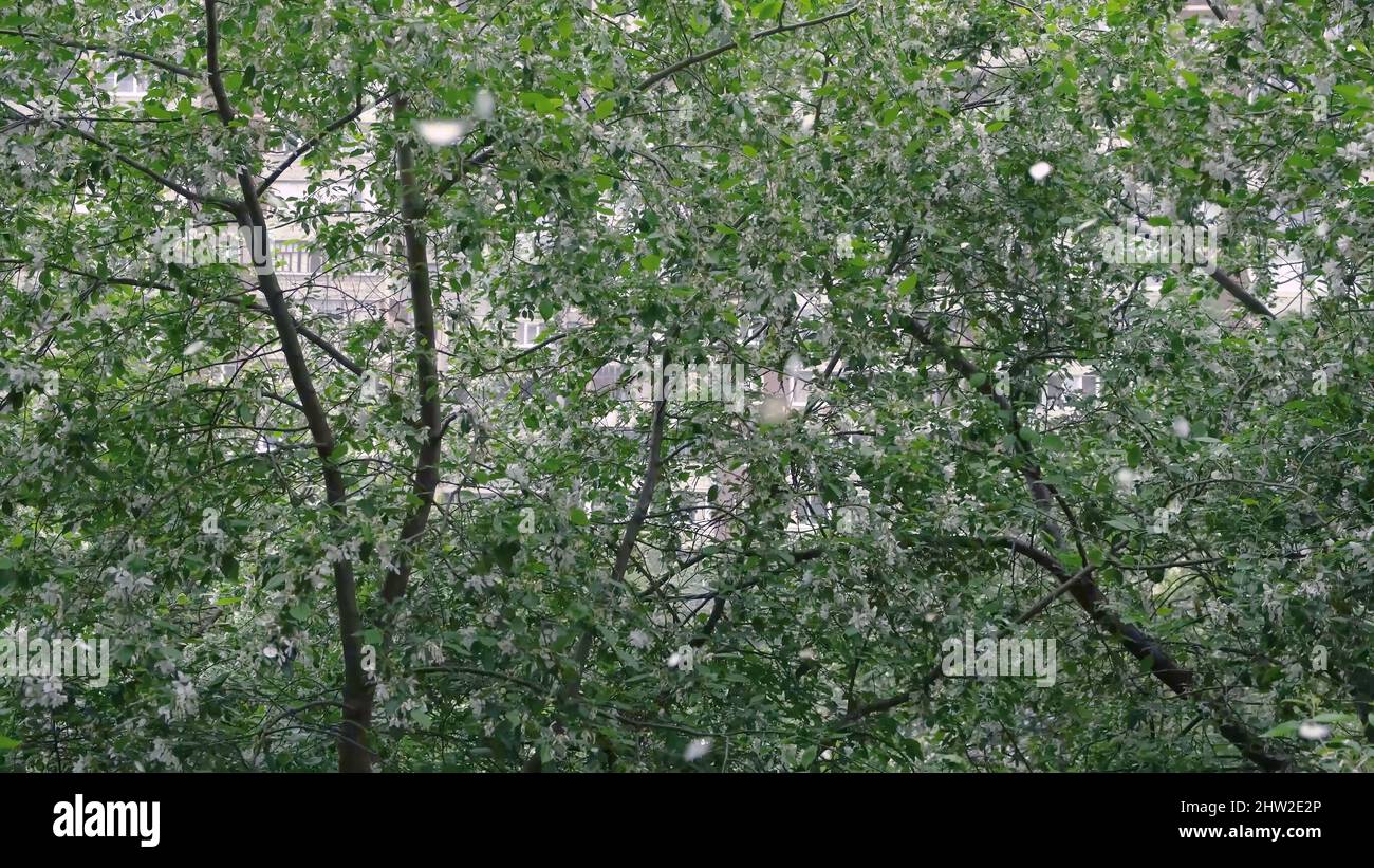 Falling white petals of flowering tree. Concept. Bottom view of ...