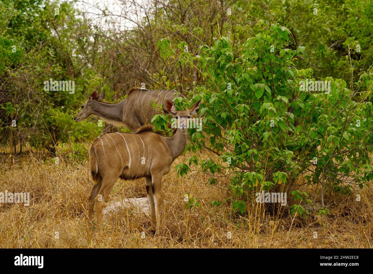 Plains game on the African plains, the rare Roan antelopes, Greater ...