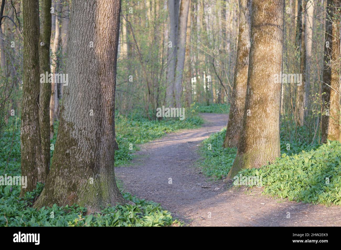 Pathway in Wald forest with sunlight coming in between trees in ...