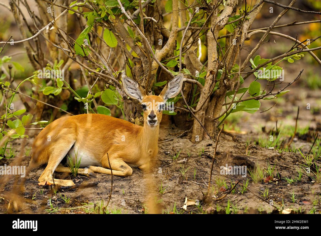 Steenbok female antelope ears hi-res stock photography and images - Alamy