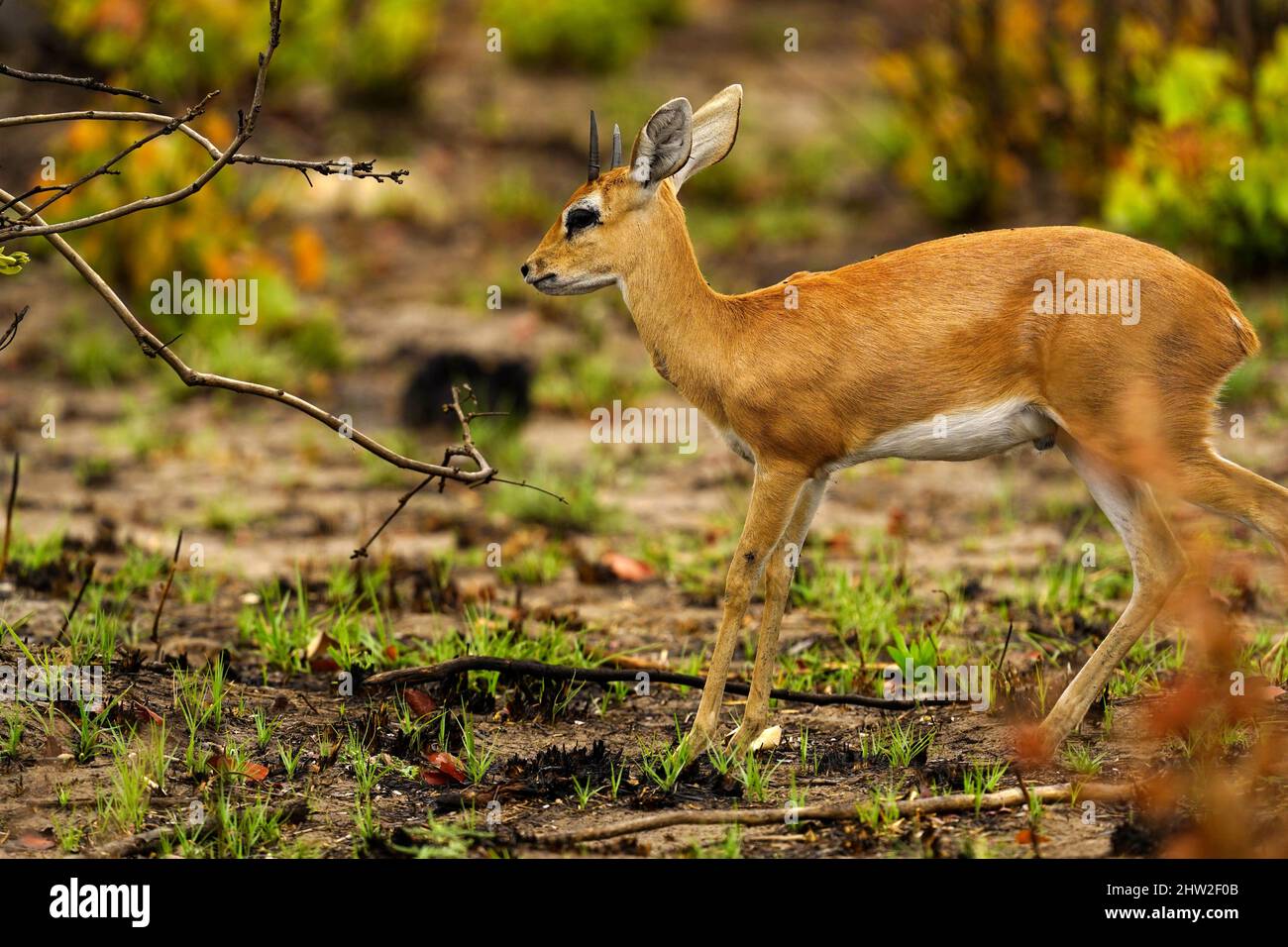 Steenbok female antelope ears hi-res stock photography and images - Alamy