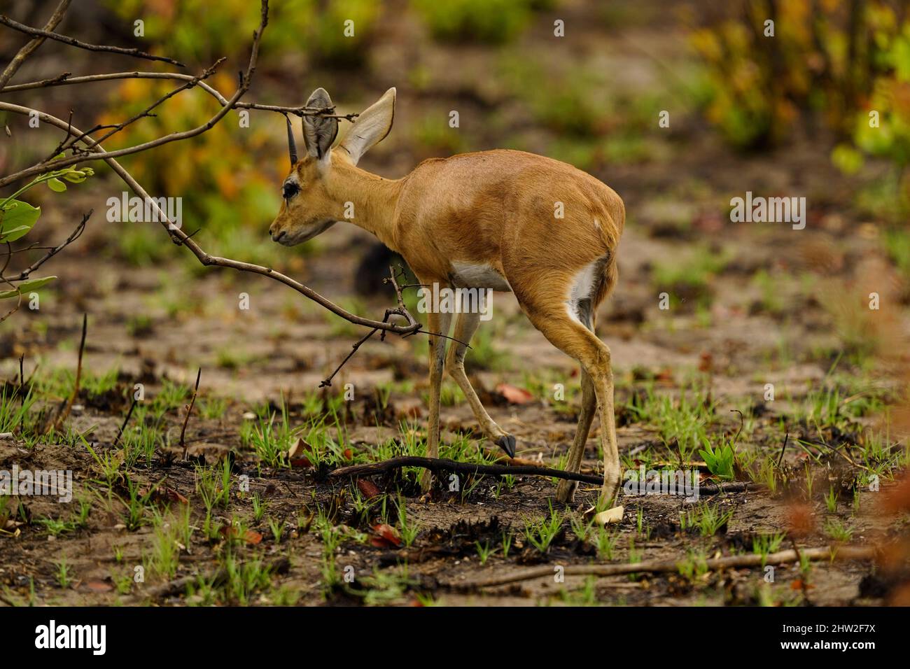 Baby Steenbok