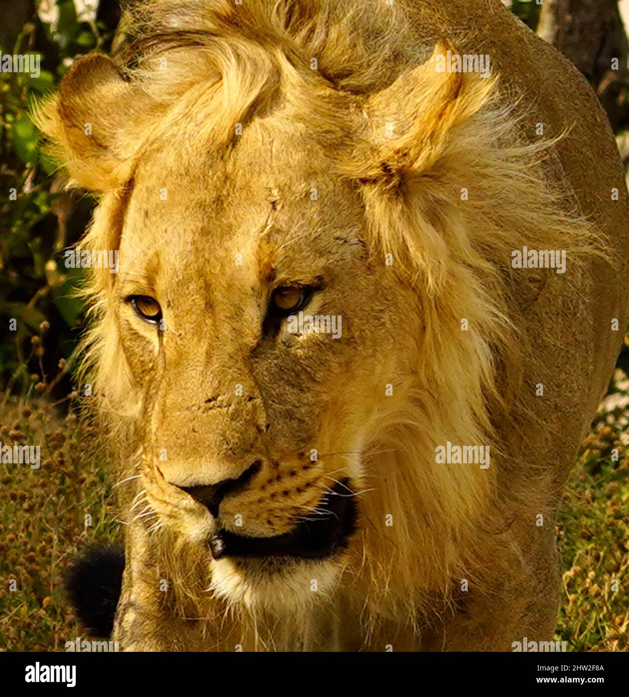 Big African male lion in the bushveld looking resplendent Stock Photo ...