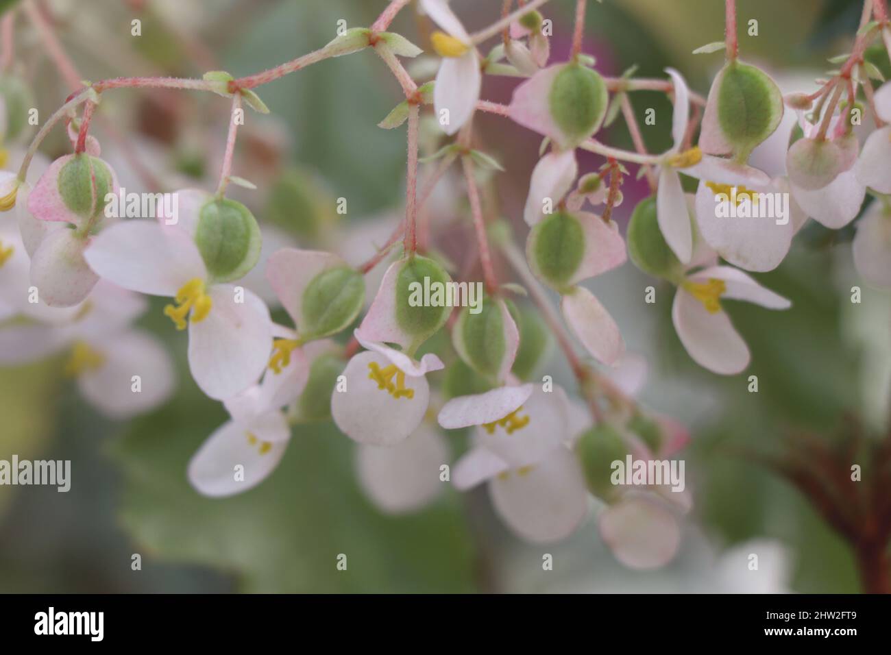 Honeysuckle Cane Begonia Flowers. Pink Begonia. Honeysuckle Stock Photo ...