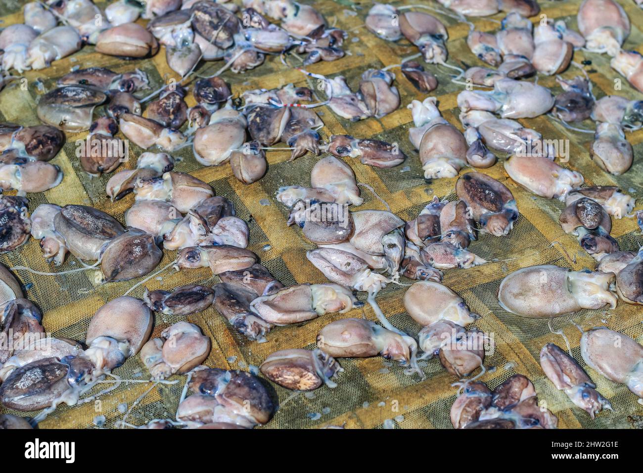 Fish is being prepared by drying in the sun for export abroad. Fish ...