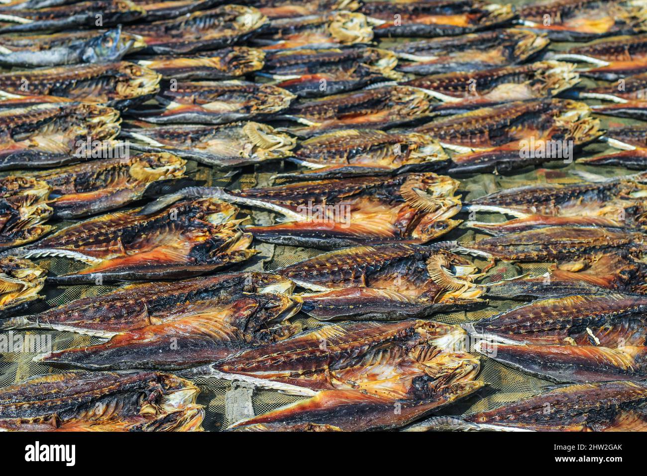 Fish is being prepared by drying in the sun for export abroad. Fish ...