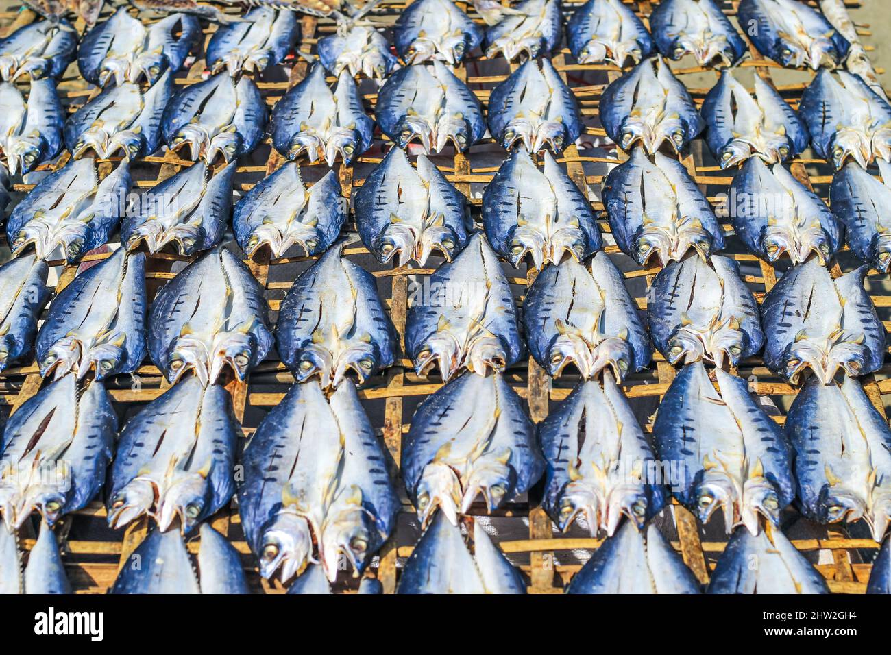 Fish is being prepared by drying in the sun for export abroad. Fish ...