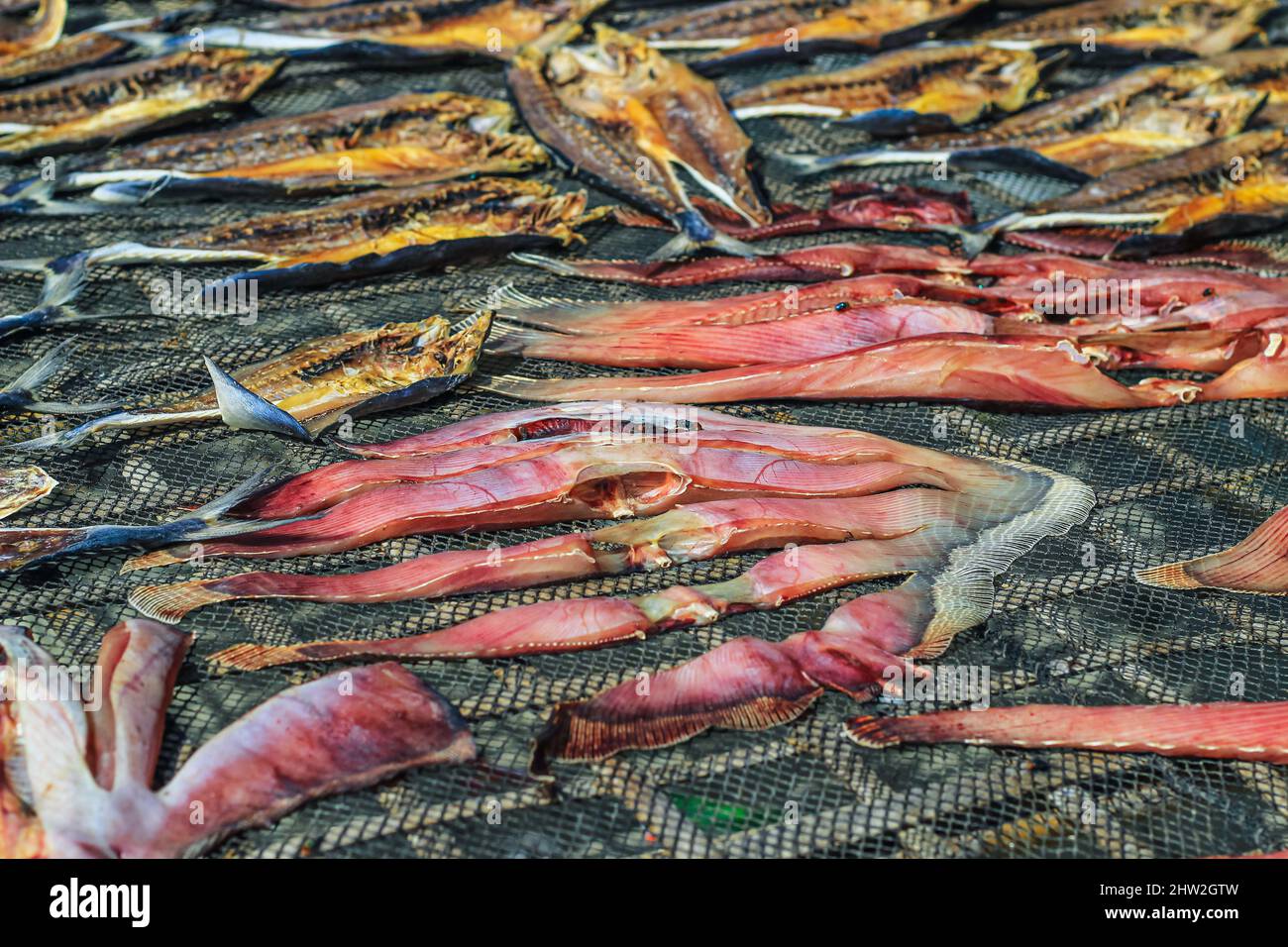 Fish is being prepared by drying in the sun for export abroad. Fish ...