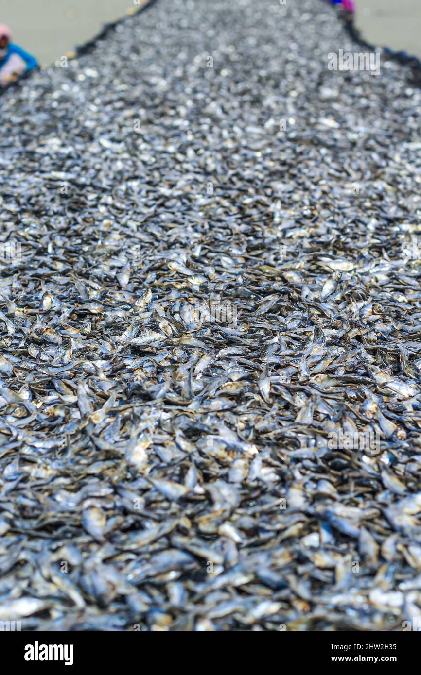 Fish is being prepared by drying in the sun for export abroad. Fish ...