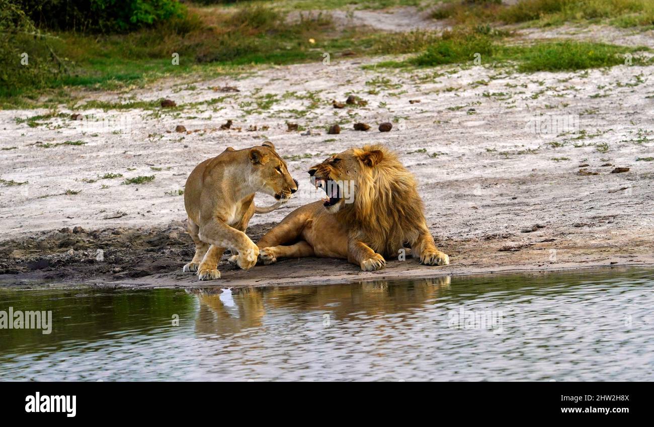 Pair of breeding lions mating in the African savanna Stock Photo - Alamy