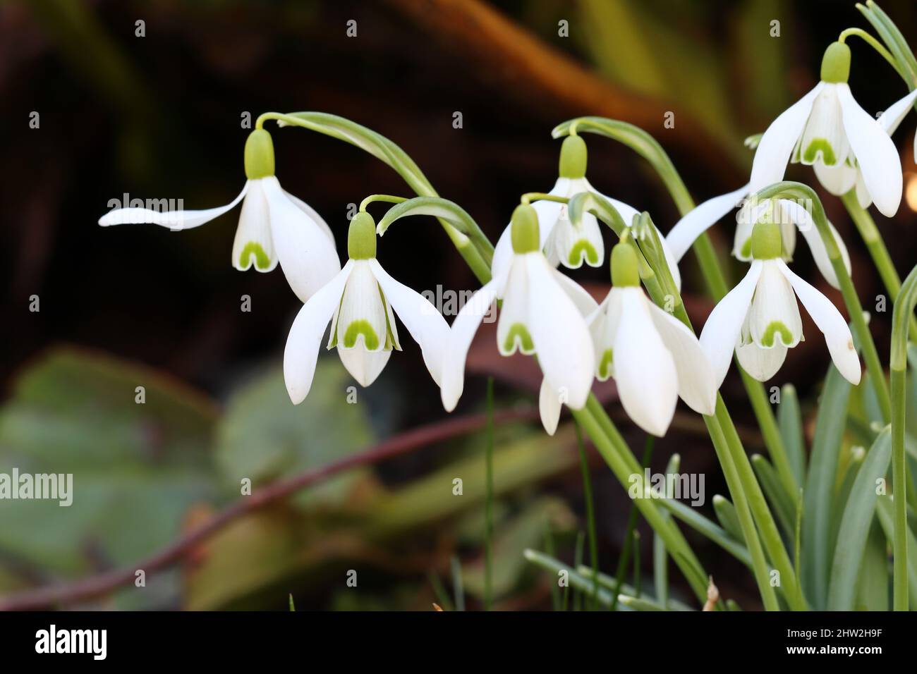 Snowdrop like flowers hi-res stock photography and images - Alamy