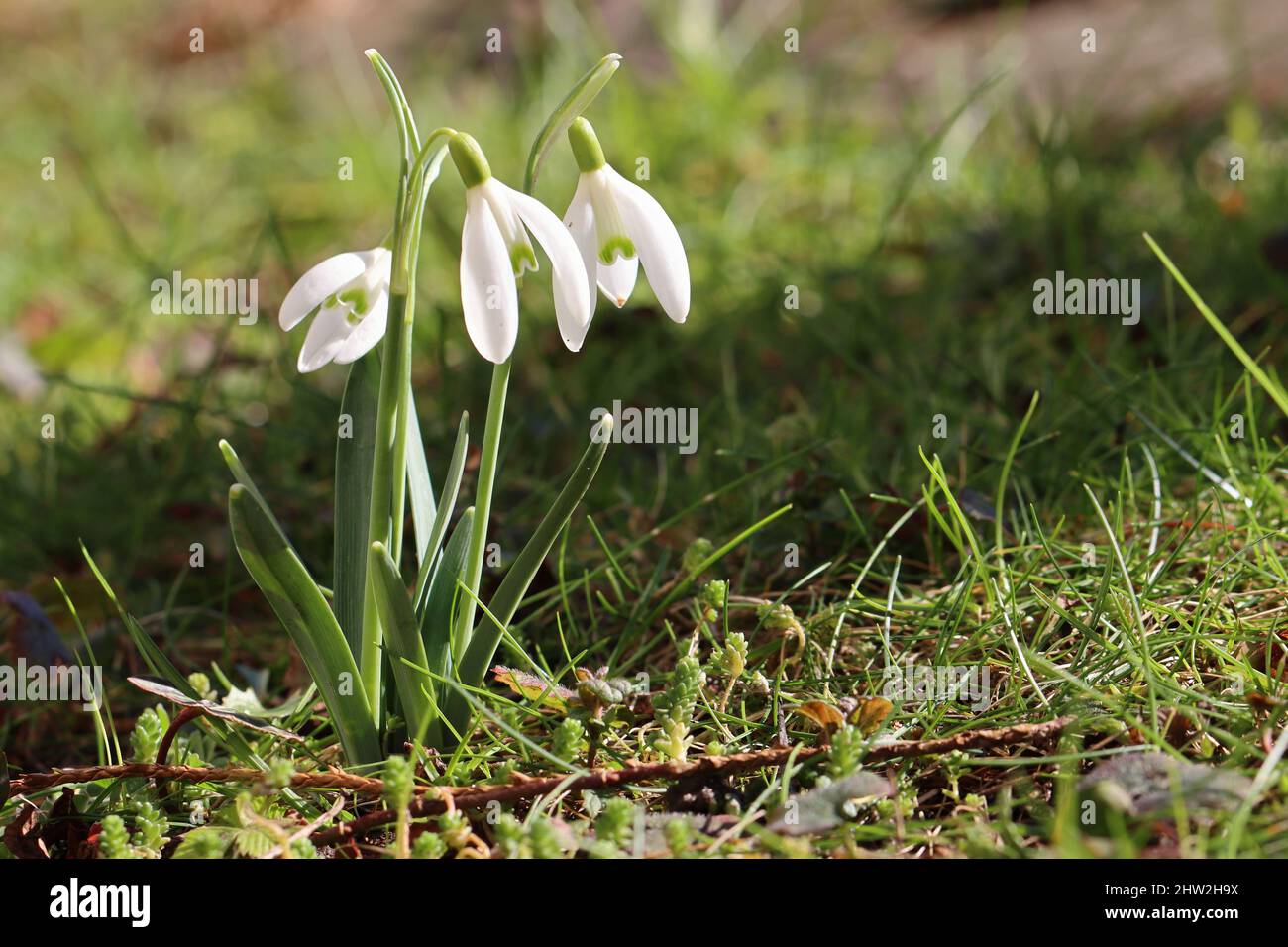 Snowdrops with green markings hi-res stock photography and images - Alamy