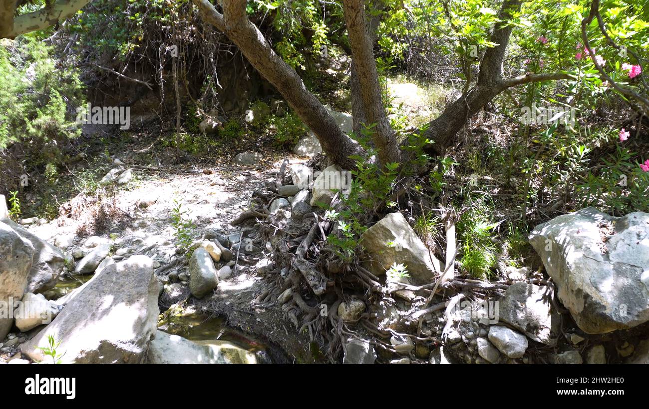 Natural background. Stones, trees, sun, plant, green. Beautiful ...
