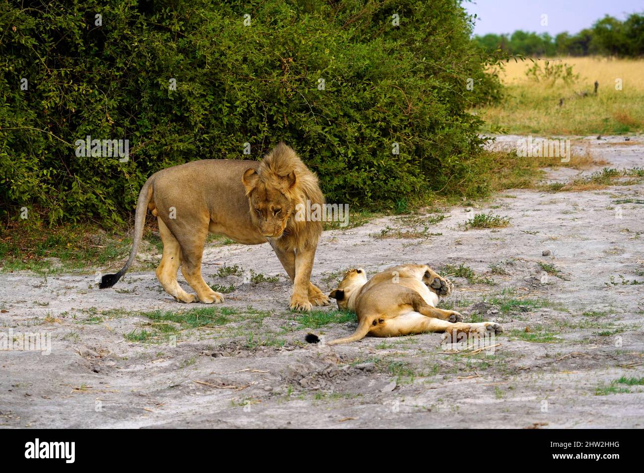 Pair of breeding lions mating in the African savanna Stock Photo - Alamy