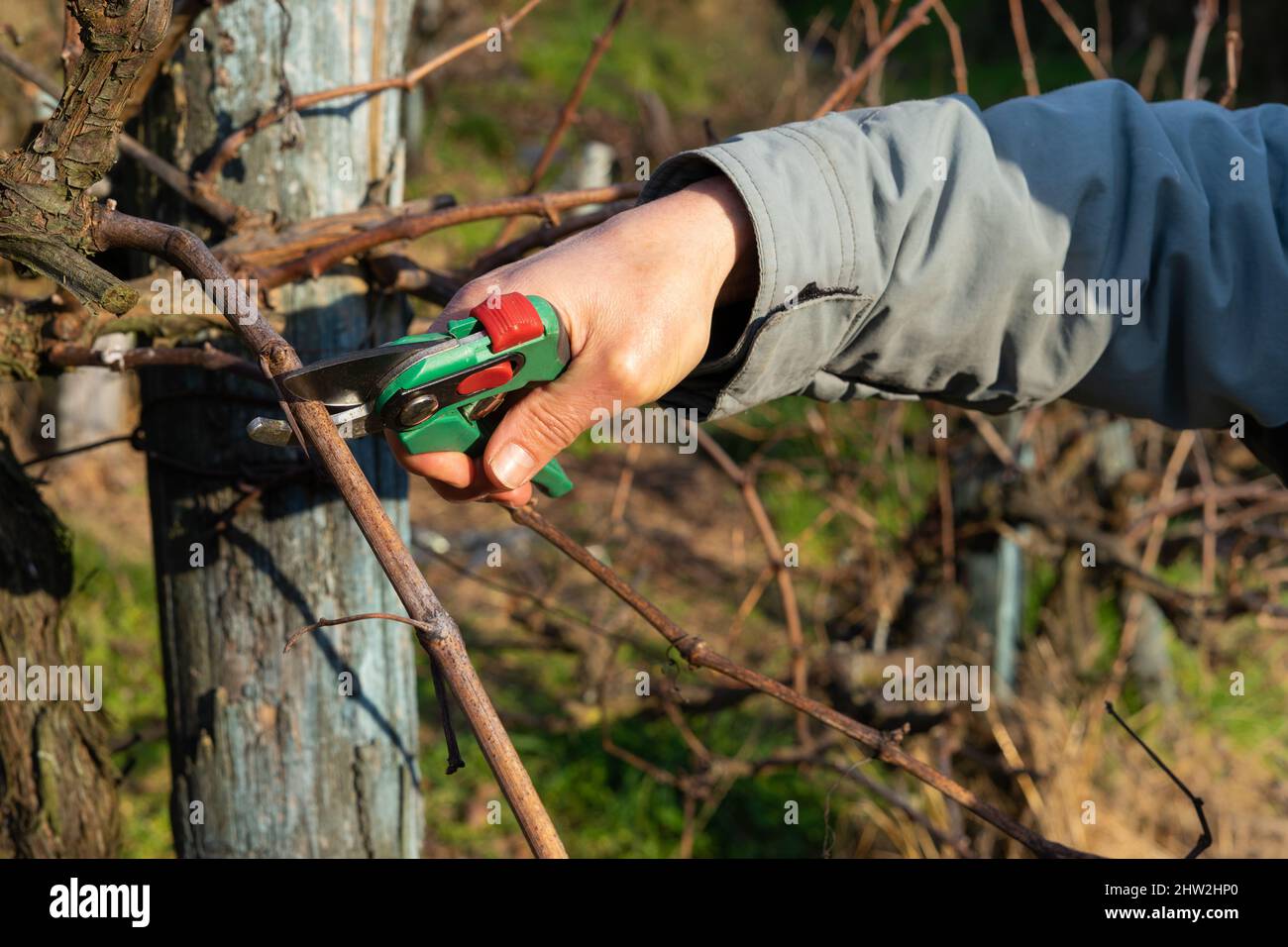 Vine grower cutting branch of wine vine plant. Vine pruning. Copy space ...