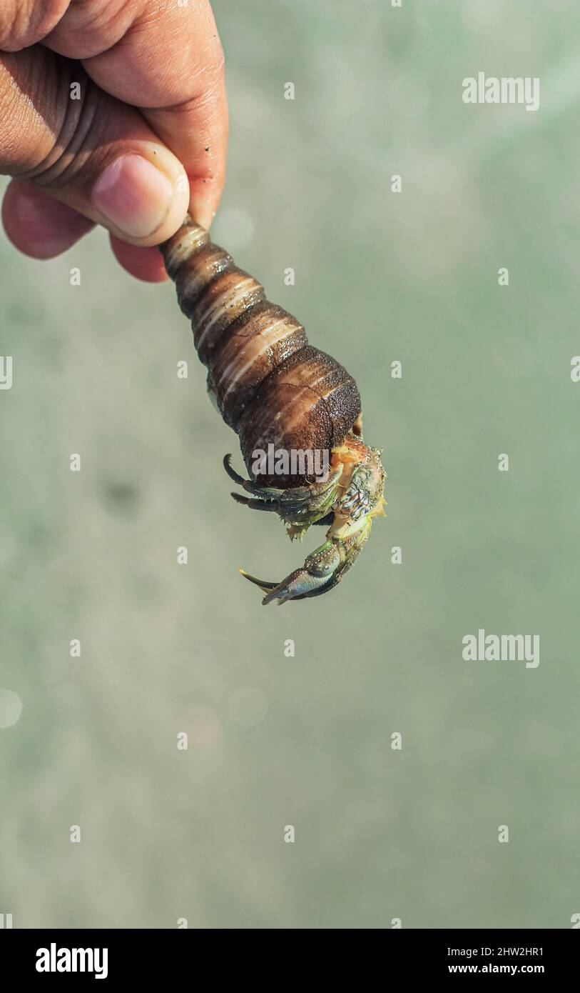 Hermit Crab on the beach. Wildlife Beach, Hermit Crab, Animal Shell ...