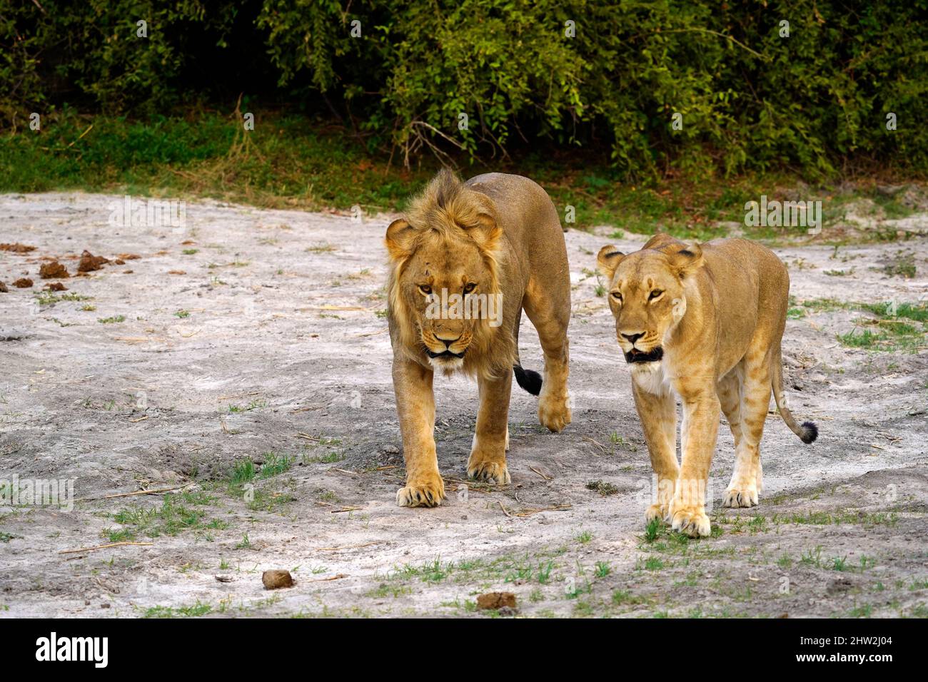 Pair of breeding lions mating in the African savanna Stock Photo - Alamy