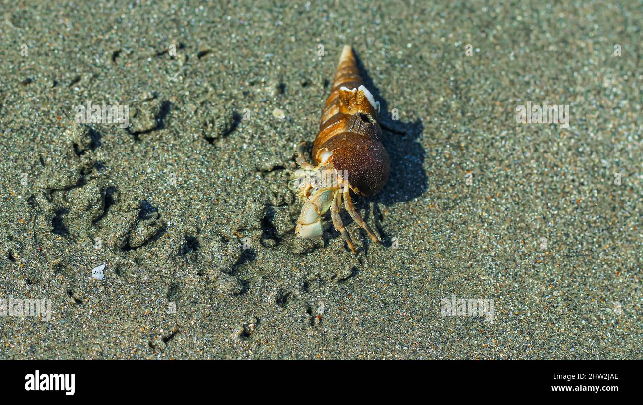 Hermit Crab on the beach. Wildlife Beach, Hermit Crab, Animal Shell ...