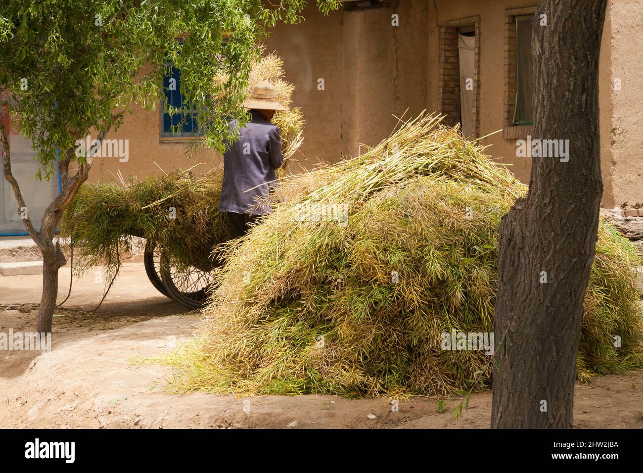 Chinese agricultural worker or farmer, unloading a crop of arable type ...